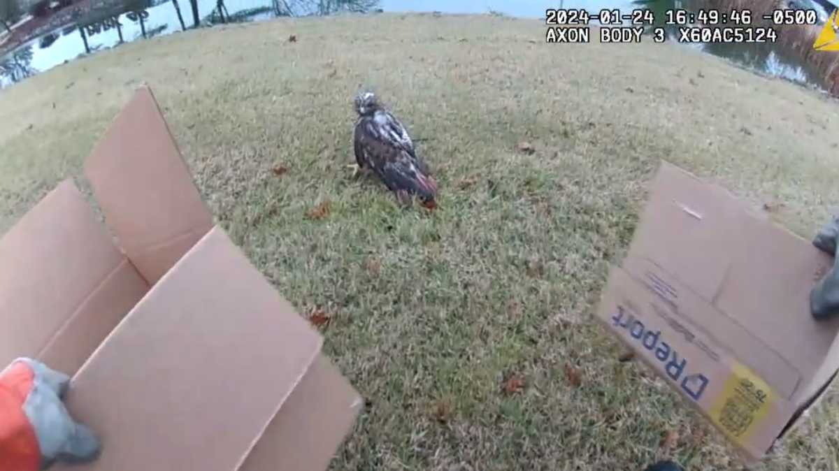 Body camera video shows Ohio officers rescue two injured hawks in one week