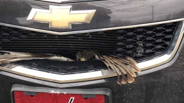 Hawk gets stuck in vehicle grille in Lancaster County