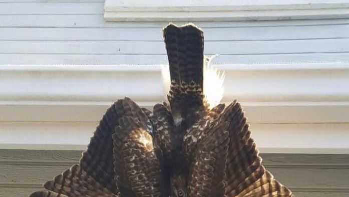 Hanging hawk rescued from Elk Grove home