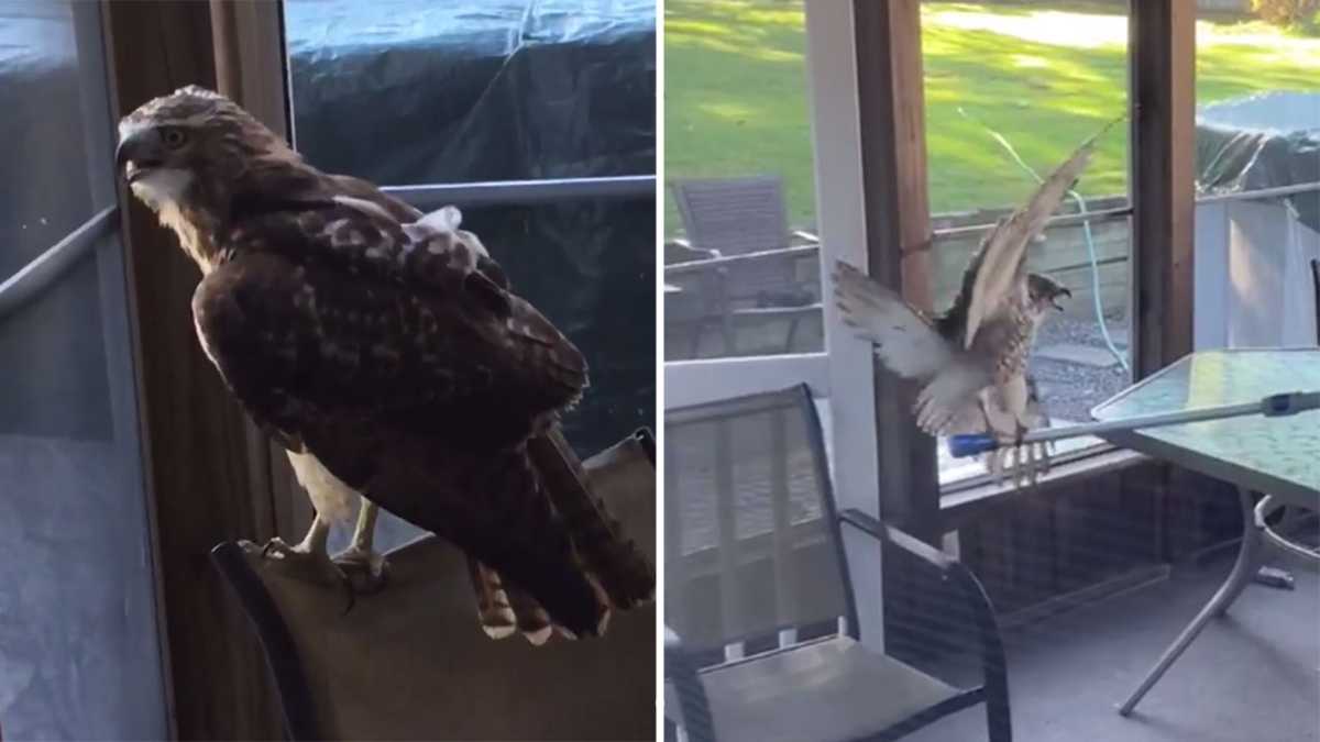 Video: Salem firefighters free hawk that was trapped in screened-in porch
