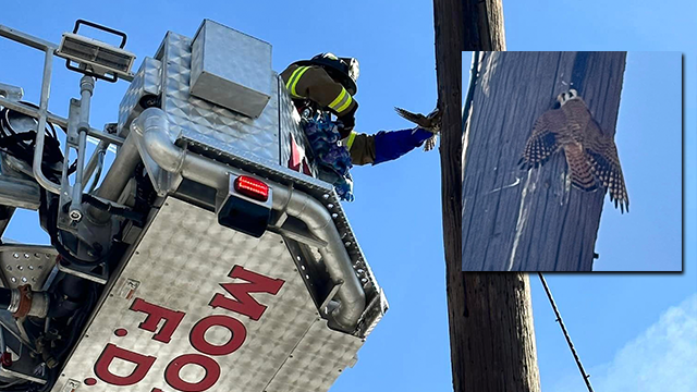Crews rescue hawk that got its beak stuck in Moore telephone pole
