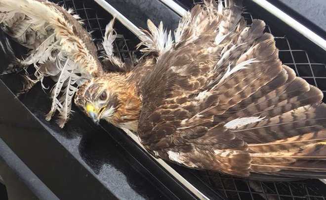 Update: Red-tailed hawk that got stuck in SUV grille to be released ...