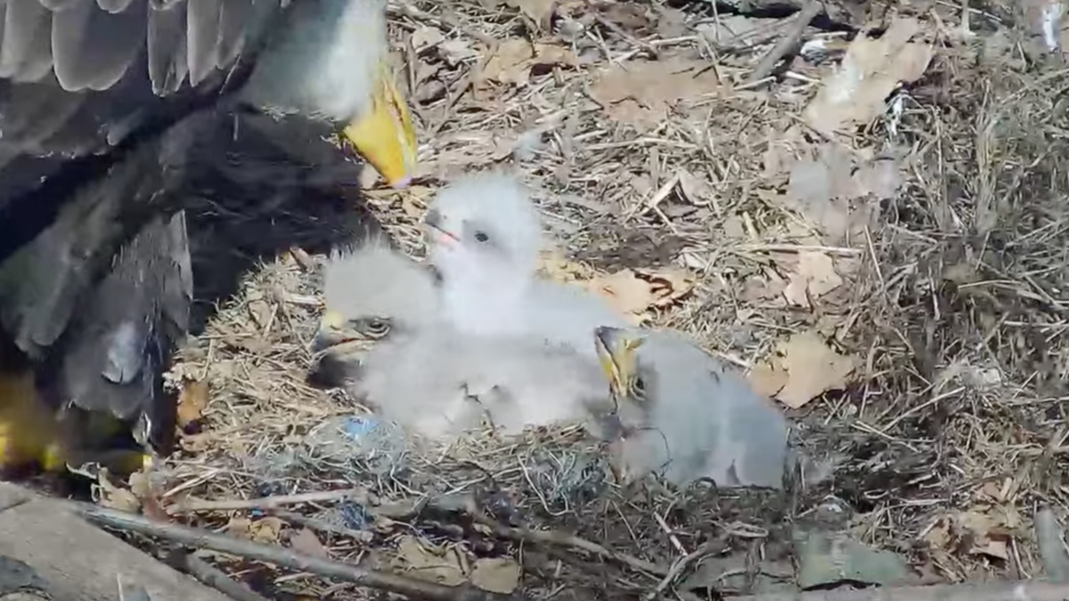 Third eaglet hatches to join Hays bald eagle family