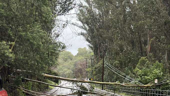 Downed tree on power lines closes road in California