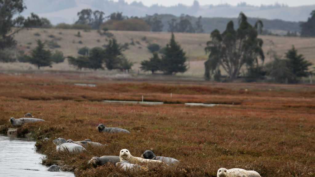 Scientists find heavy metal spike in Moss Landing soil post-battery ...