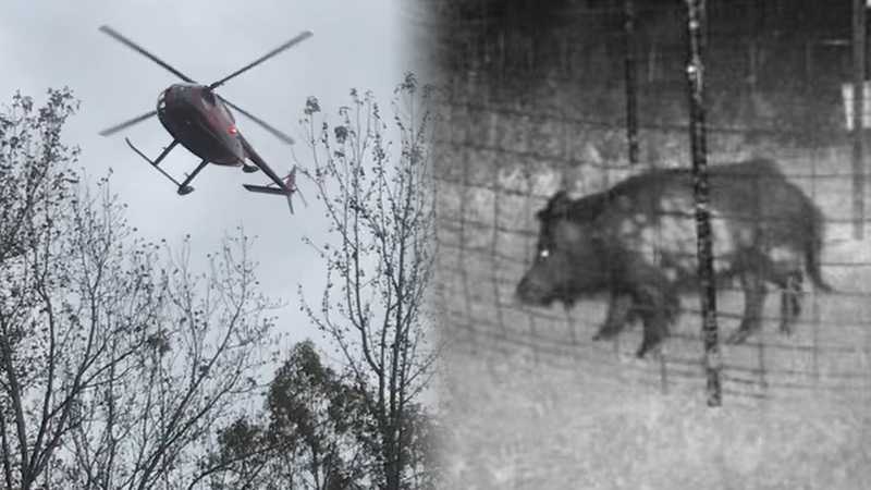 Kentucky, federal wildlife agencies will use armed helicopters to ...