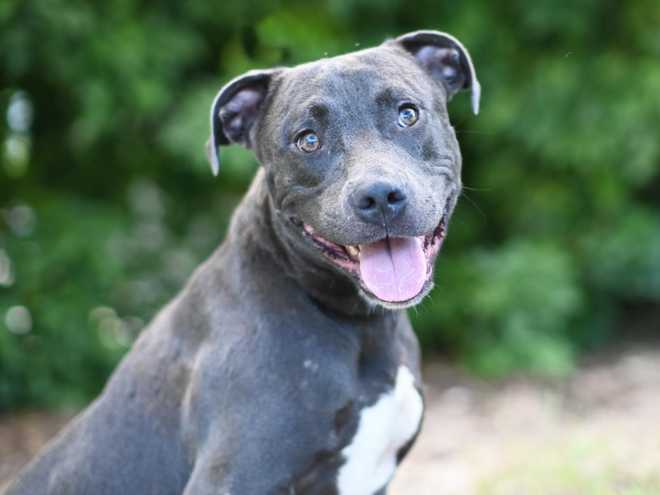 Clear The Shelters: Lake County Animal Services