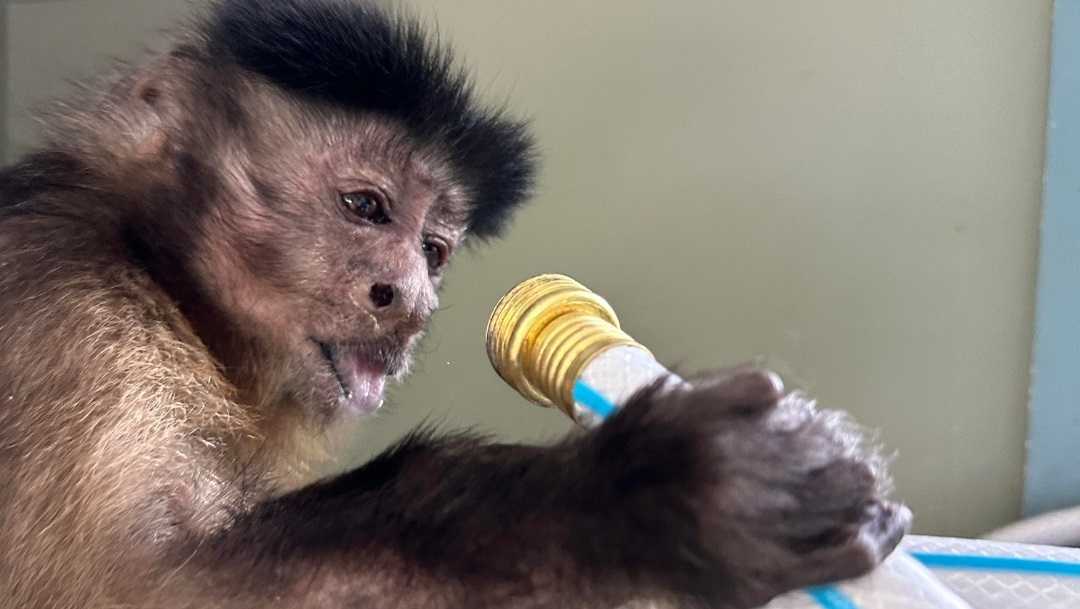 Boston facility that trains helper monkeys damaged in devastating flood