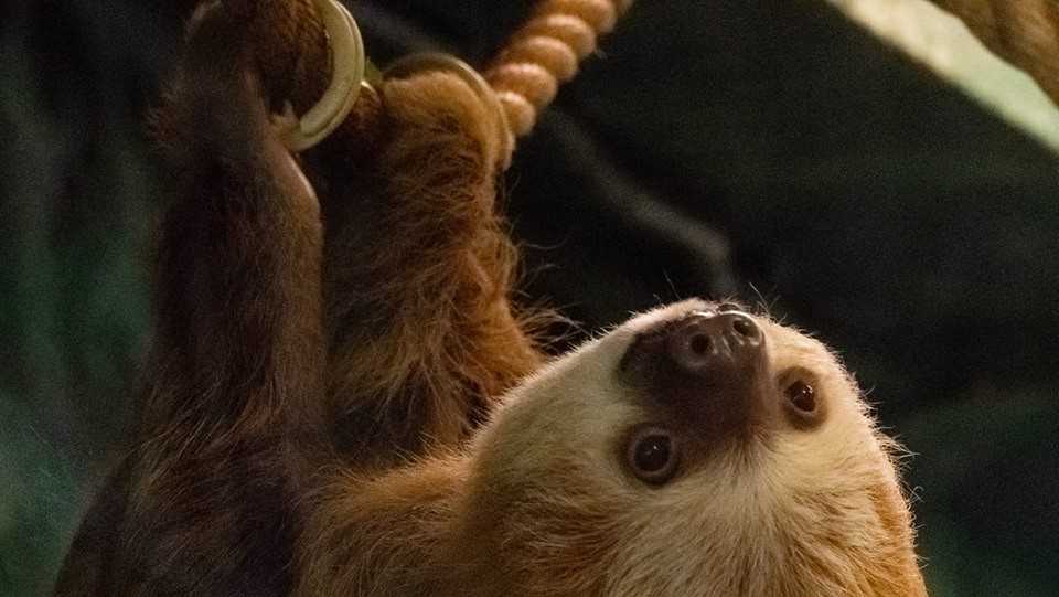 Oklahoma City Zoo mourning death of beloved sloth