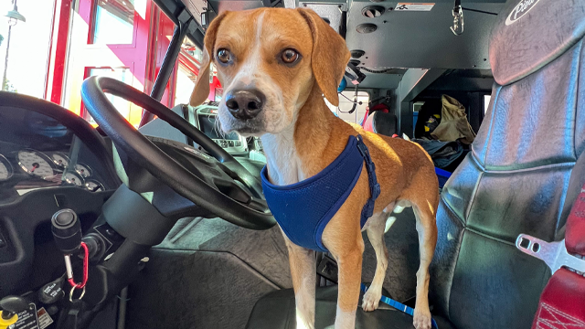 DeLand Fire Department adopts dog that ran into fire station