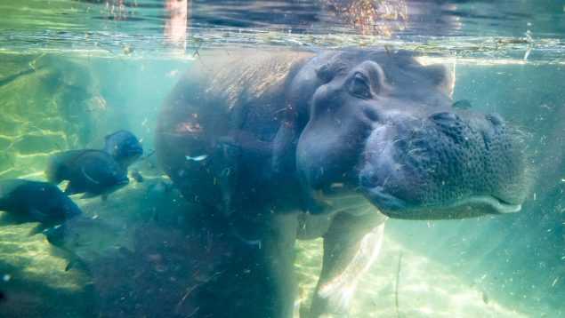 Hippo Henry, beloved father of Fiona, dies after illness