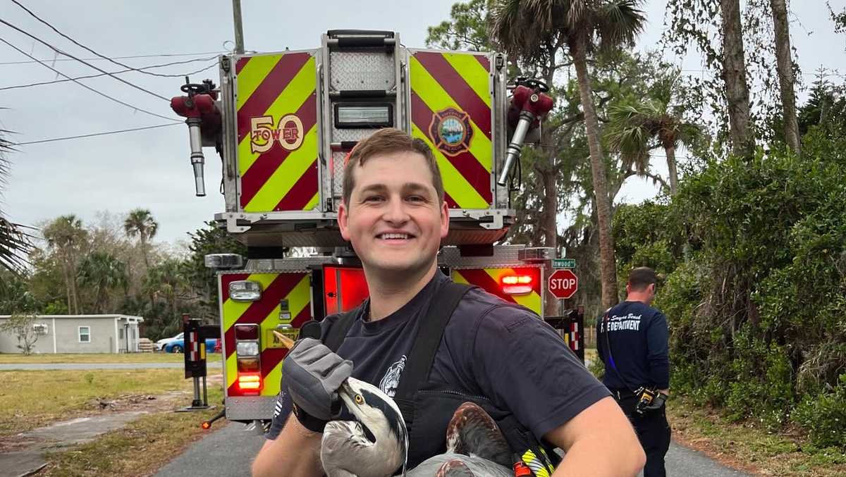 Firefighters rescue entangled bird from tree in New Smyrna Beach