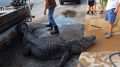 920-pound gator caught by hunters near Orlando