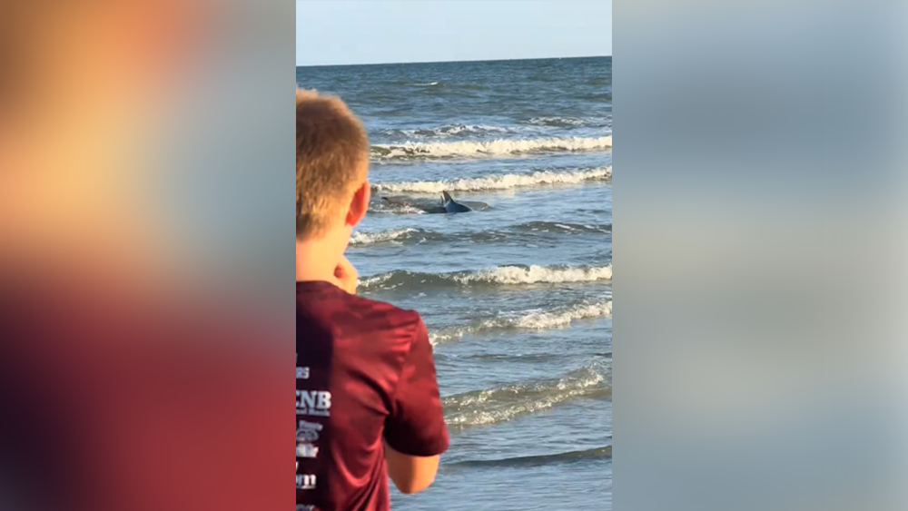 Hilton Head Island: Video shows shark swiming close to beach
