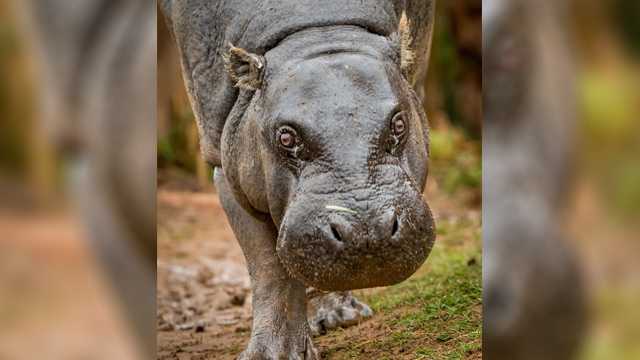OKC zoo announces death of beloved female pygmy hippopotamus Francesca
