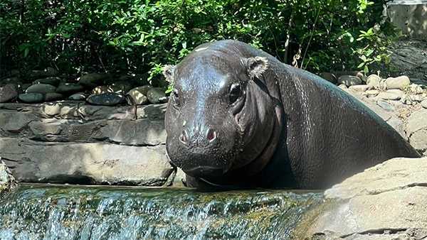 Louisville Zoo welcomes female pygmy hippo