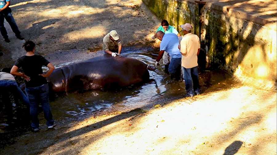 Hippo dies after brutal attack in El Salvador