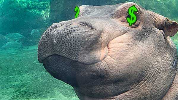 ‘Money money hippo’: Report examines Fiona’s economic impact