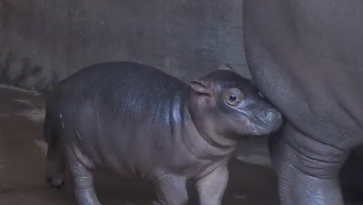 Fiona the hippo has a message for her fellow preemies