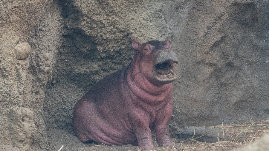Cincinnati Zoo hosting 'Ultimate Hippo Getaway' contest
