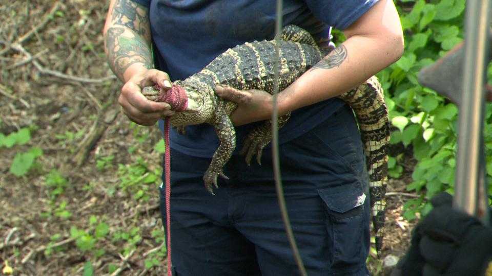 Alligator captured on trail at Southside Riverfront Park
