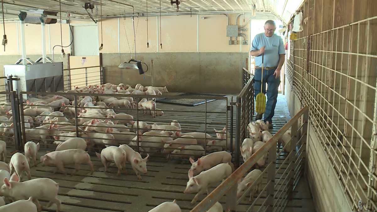 Iowa hog farmers deal with impacts of COVID-19