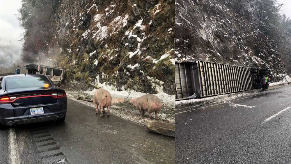 Overturned livestock truck spills hogs onto interstate