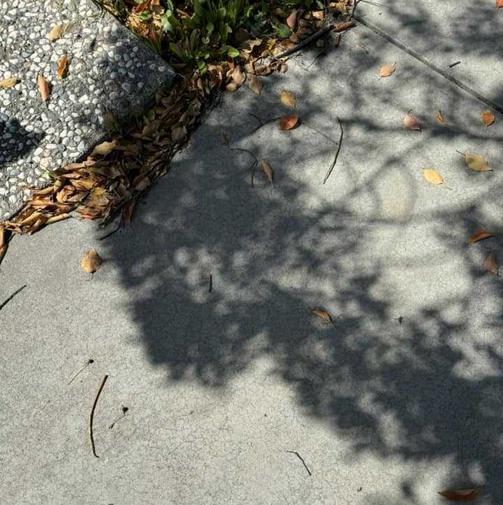 Images of solar eclipse in California