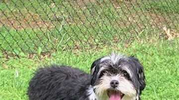 Lost and Found Pets in the WXII 12 Community