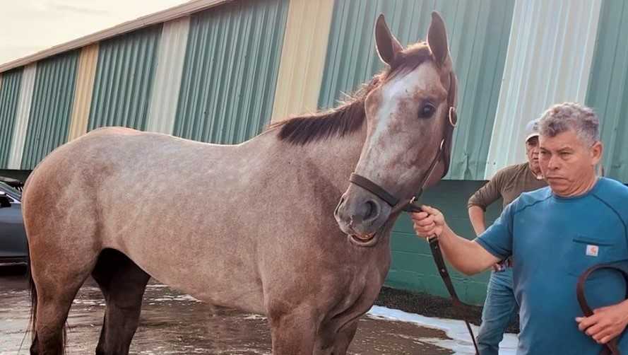 VIDEO: Tom Amoss previews Rachel Alexandra & Risen Star Stakes this ...