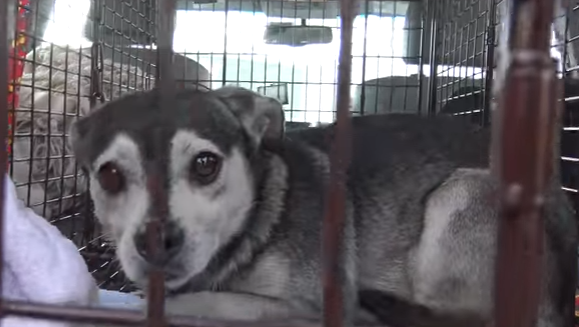 ‘Escape artist’ dog eludes humans for 2 years; rescue mission takes days