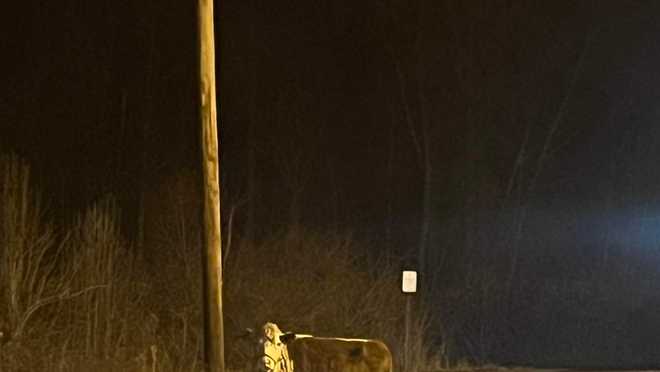Hopewell heifer wanders loose in parking lot