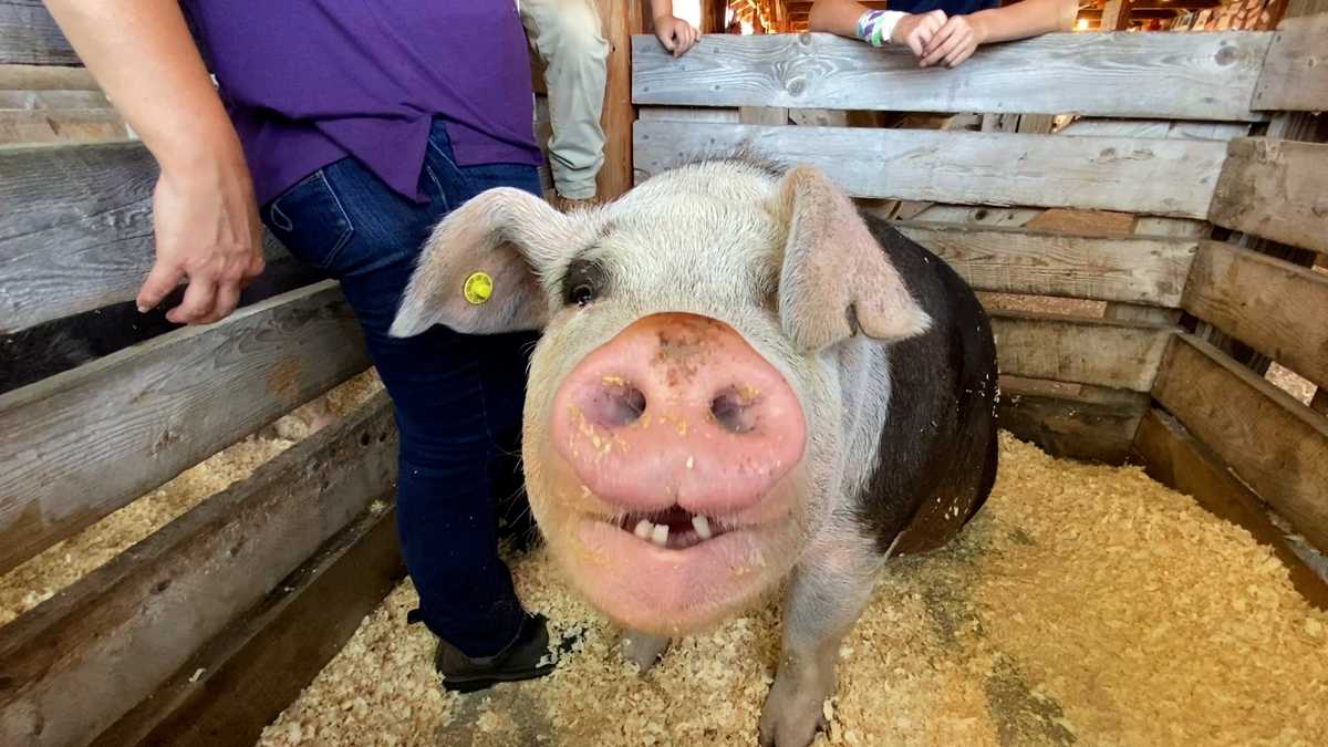The sights and sounds of fair season