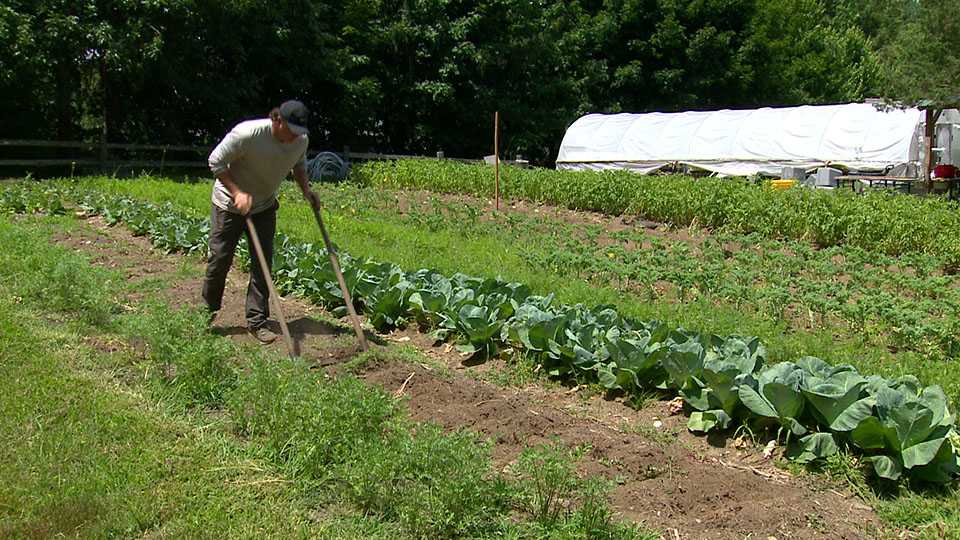 NH Chronicle: Growing it organic at the Horne Family Farm