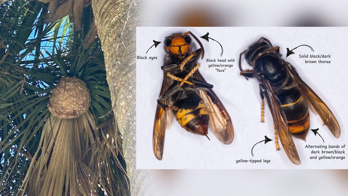 Invasive yellow-legged hornets discovered in Bluffton