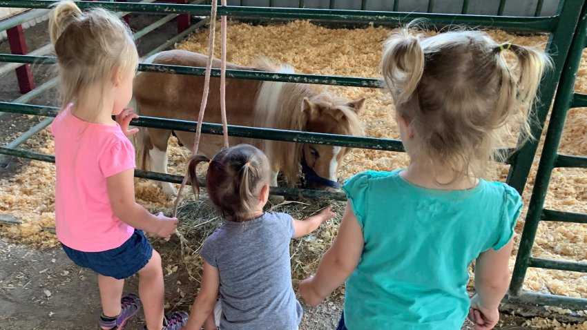 Vermont' Addison County Fair returns from COVID-19 hiatus