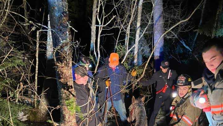 Rescue crews save horse stuck in the mud deep in the woods