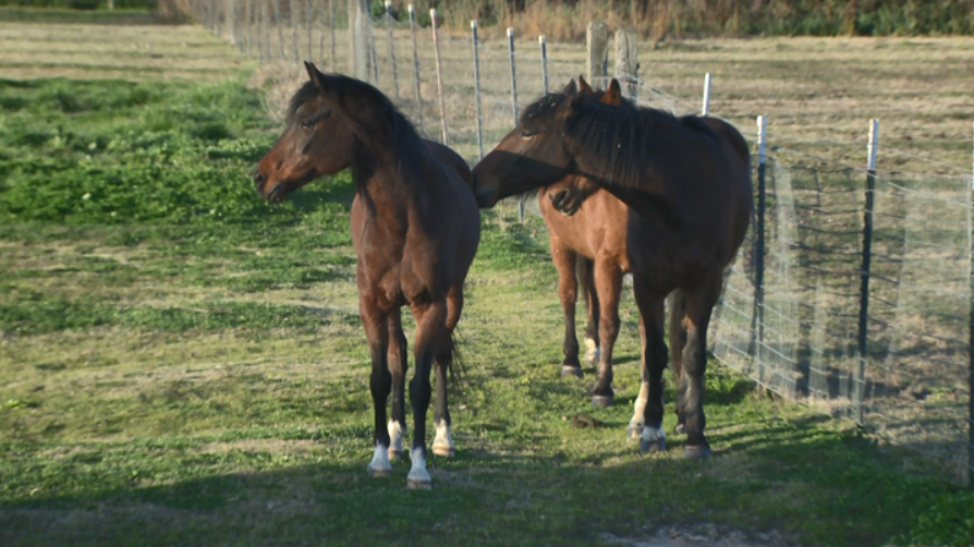 Horses shot by BB gun at Sacramento County ranch