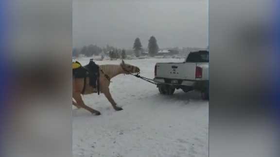 Couple charged after horse is tied, dragged behind moving truck on ...