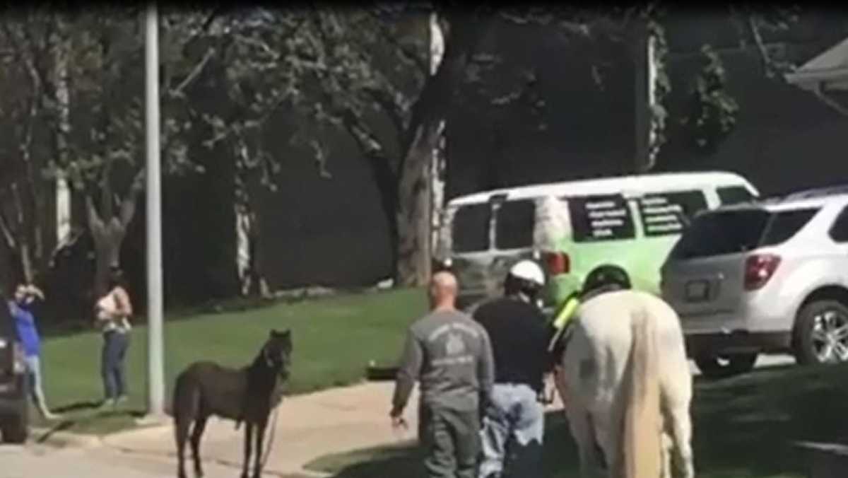 Runaway horse leads police, humane society on chase around Omaha