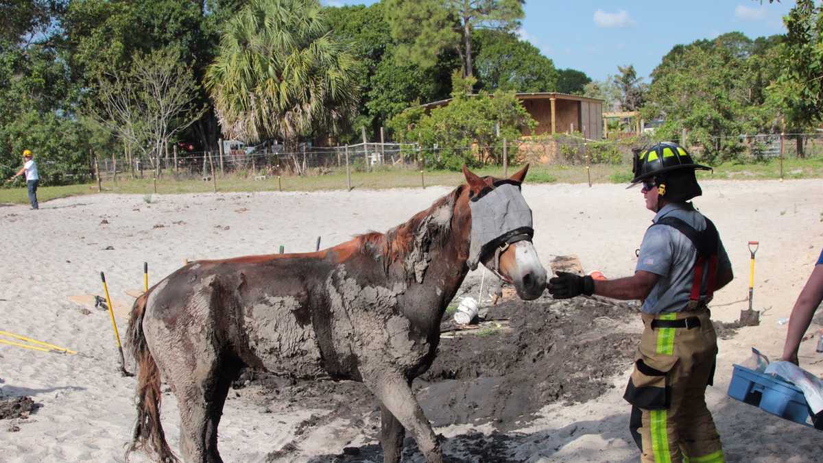 Horse rescued from mud in The Acreage