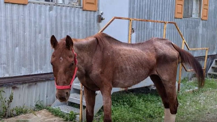 New effort underway to help horses rescued from a Greater Cincinnati ranch