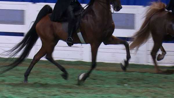 Horse dead, young rider injured at Kentucky State Fair horse show