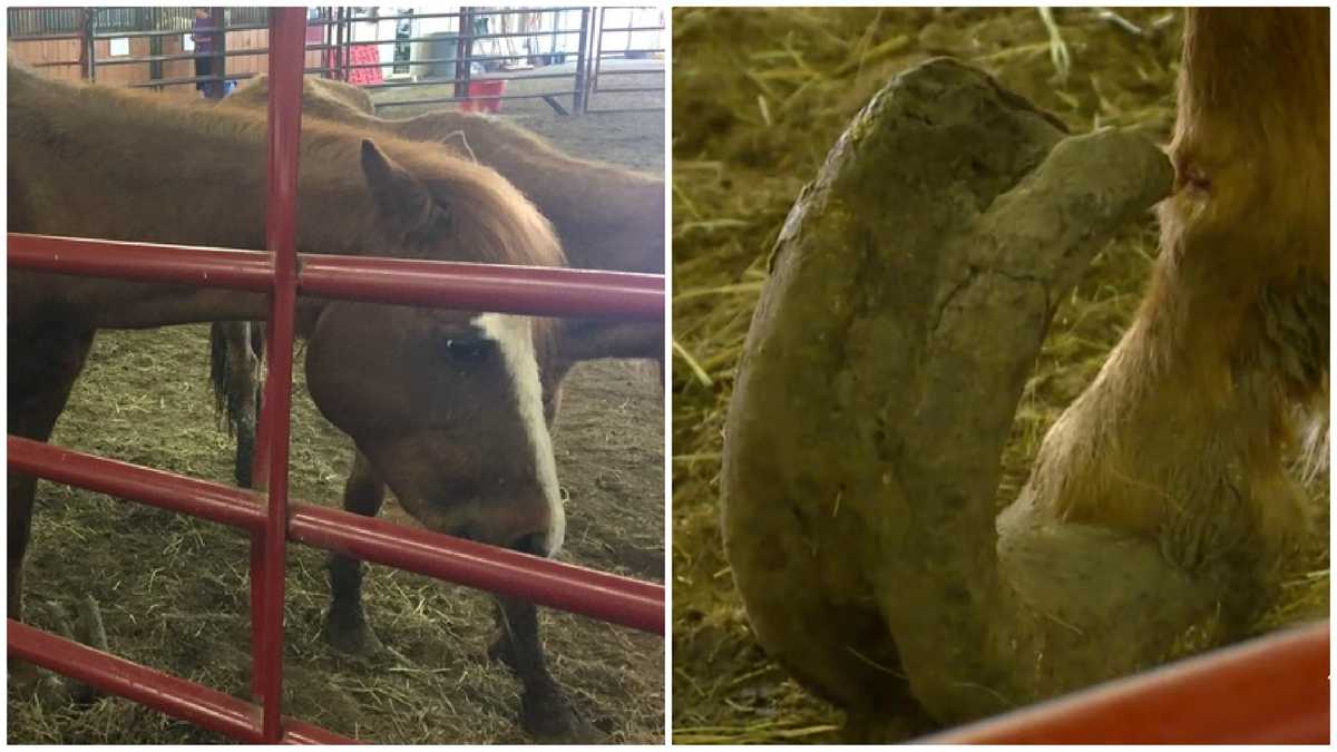 Man faces animal neglect charges after 'horrific' discovery