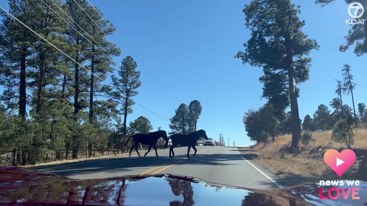 Horses halt traffic on New Mexico road