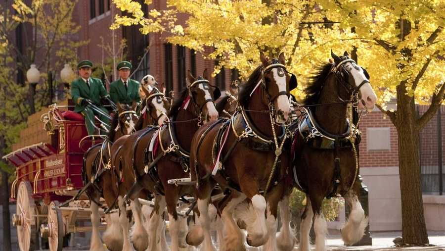 World-famous Budweiser Clydesdales set for Savannah appearances - WJCL