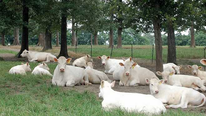 Excessive summer heat putting stress on Mississippi farmers, livestock ...