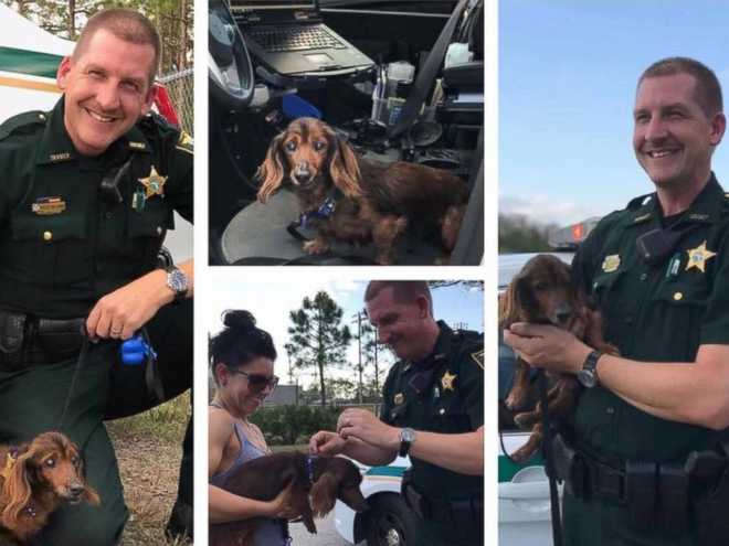 18-year-old rescued dachshund living out bucket list adventure