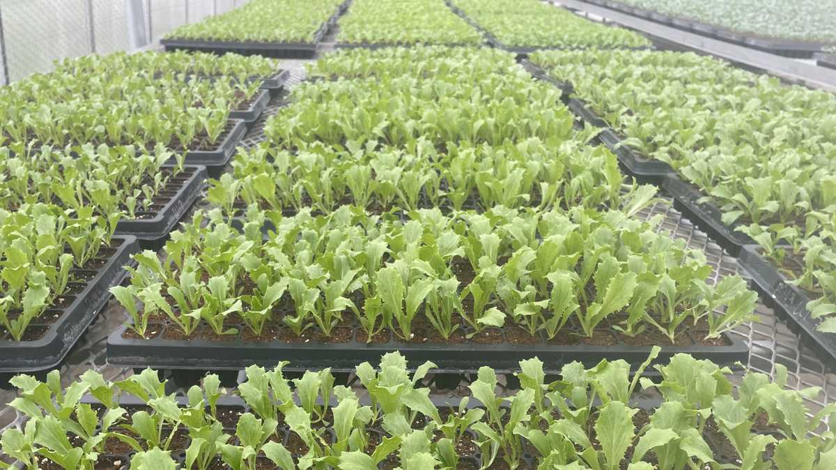 Hunger Task Force delivers farm to shelf produce