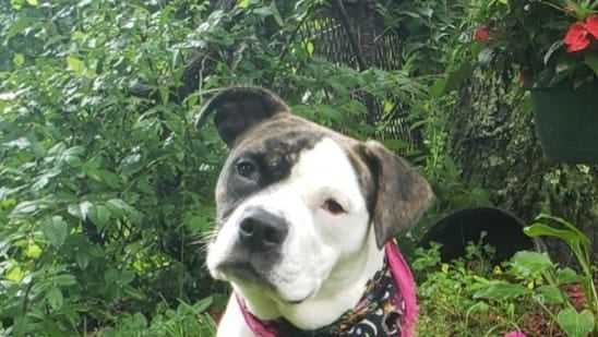 Police search for driver who killed dog in hit and run